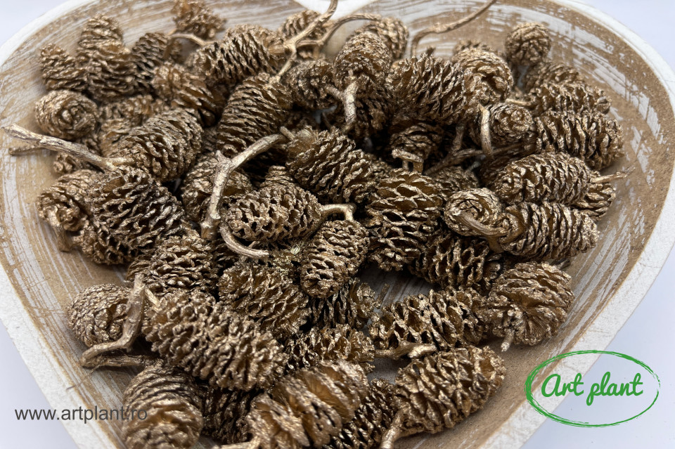 Conuri arin champagne