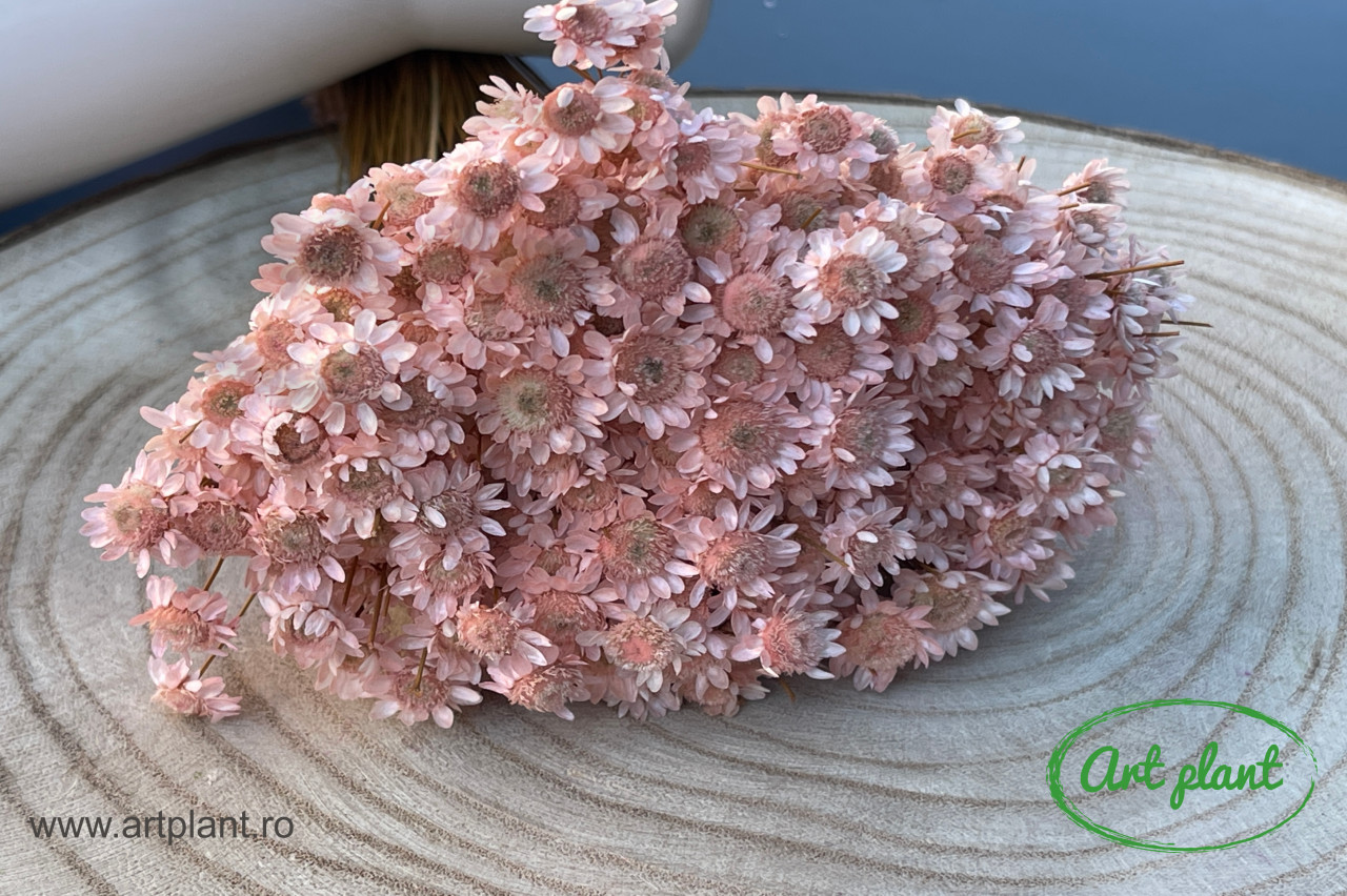 Glixia Premium Roz Pal