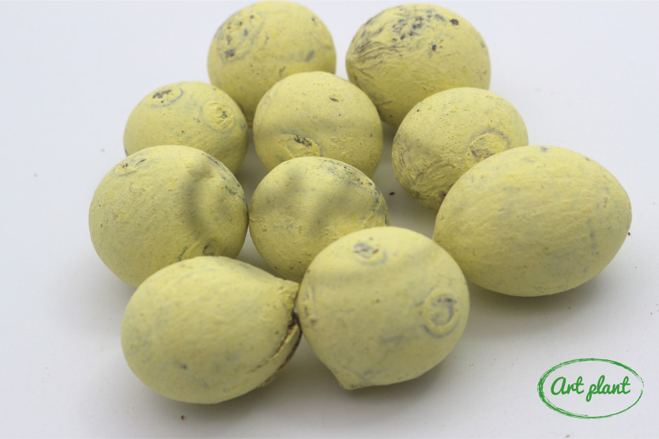 Nuci macadamia galben pal