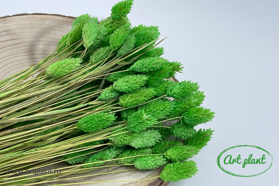 Talaris verde deschis