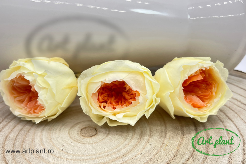 Austin Roses Galben / Portocaliu