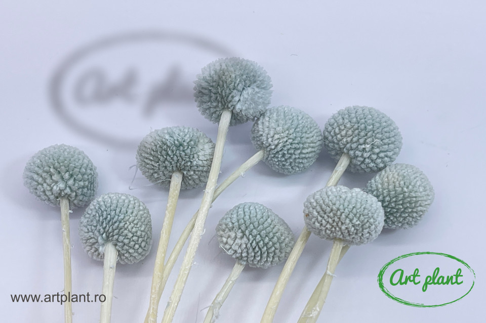 Craspedia criogenata light blue