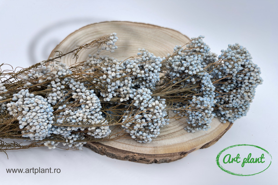 Floare de Orez Criogenata Galbena