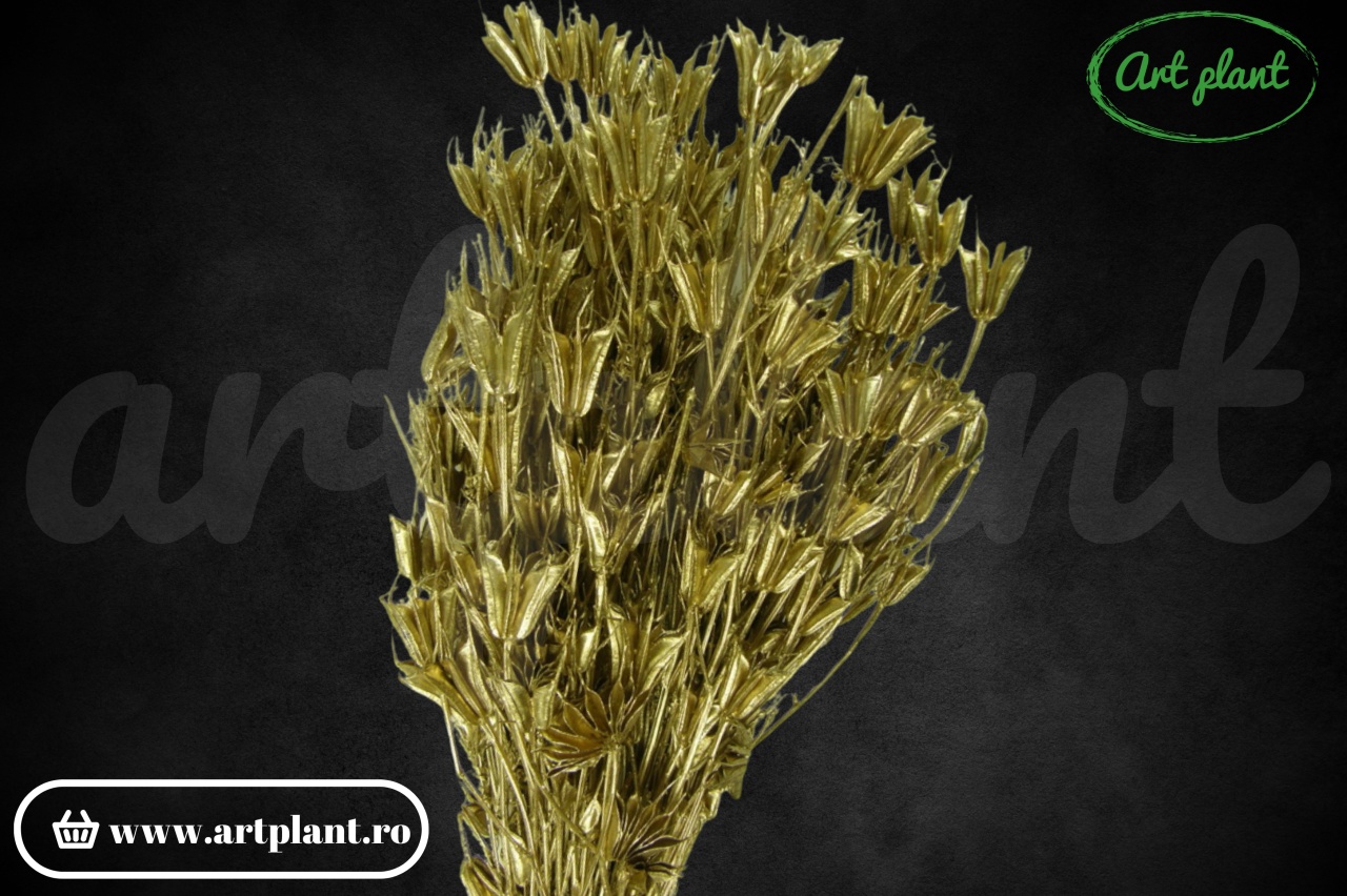 Nigella Orientalis Auriu