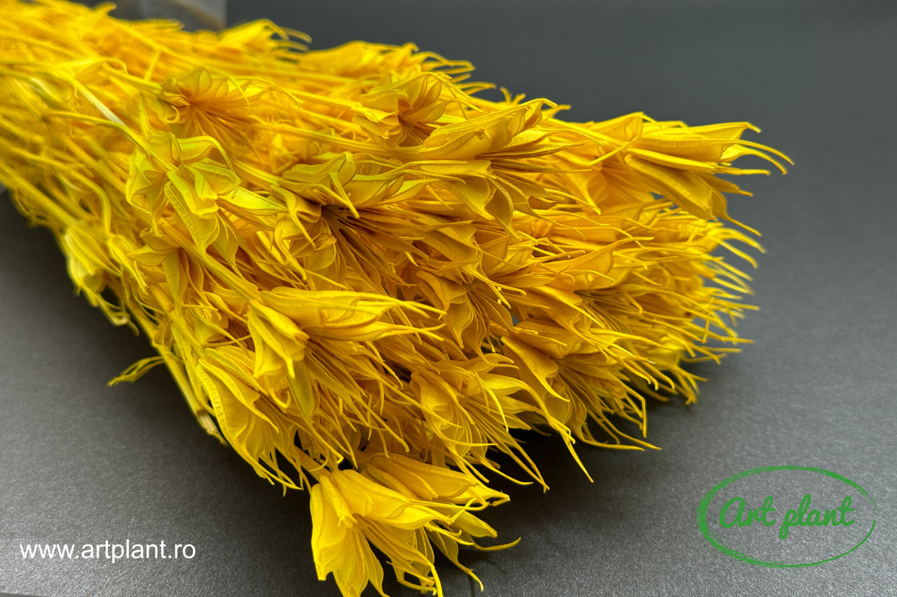 Nigella Orientalis Galben Lime