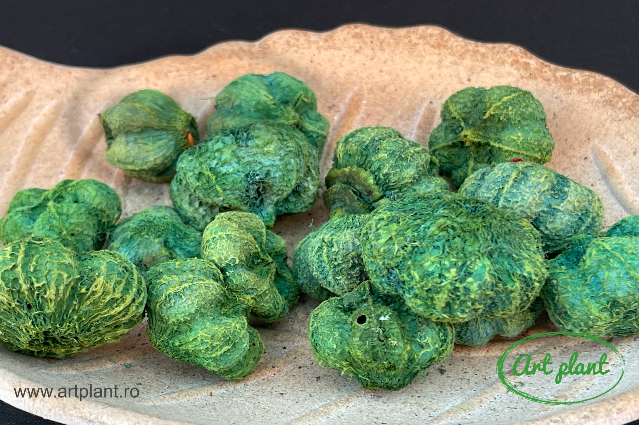 Usturoi uscat verde inchis