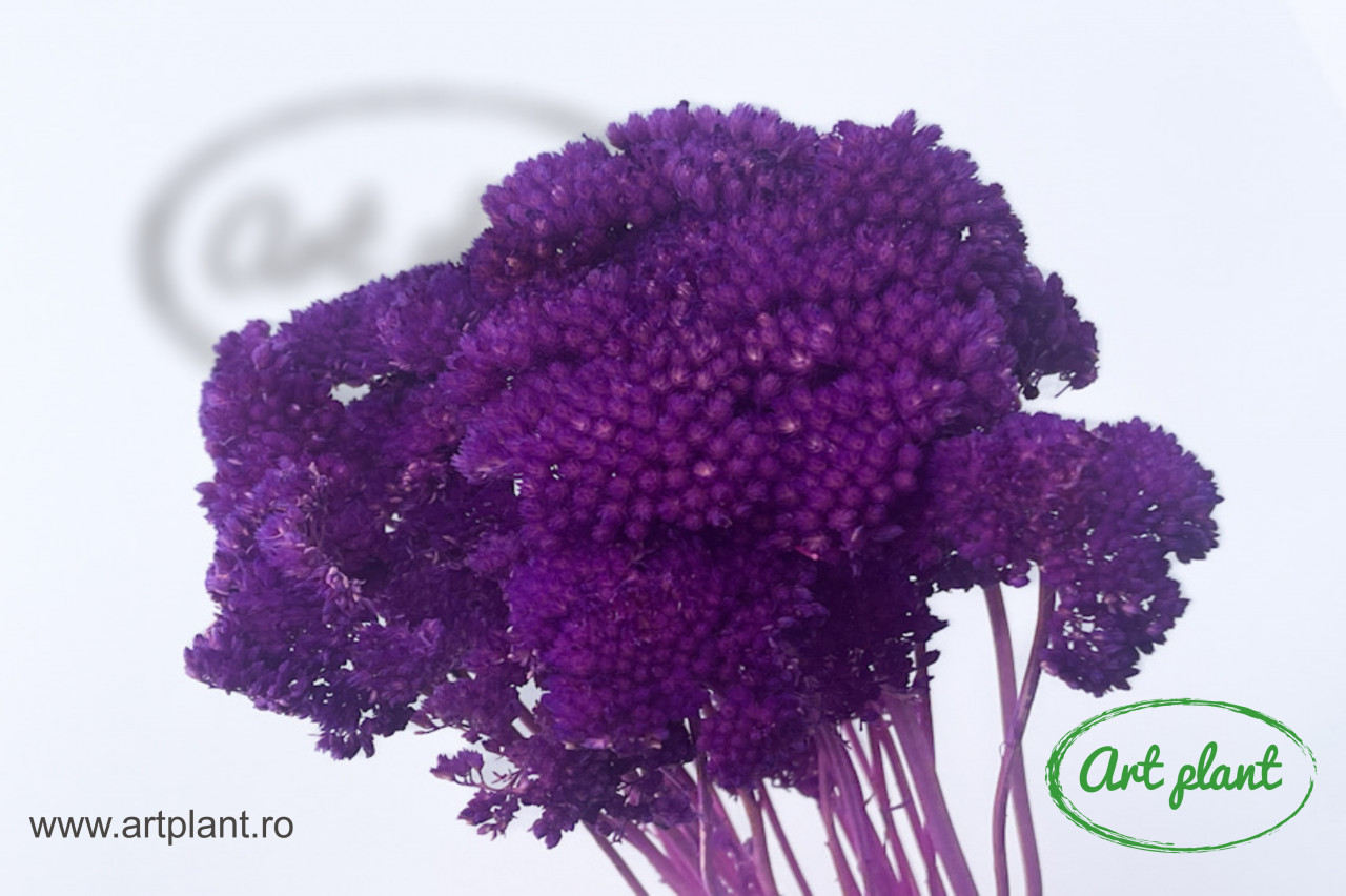 Achillea Filipendulina Lila