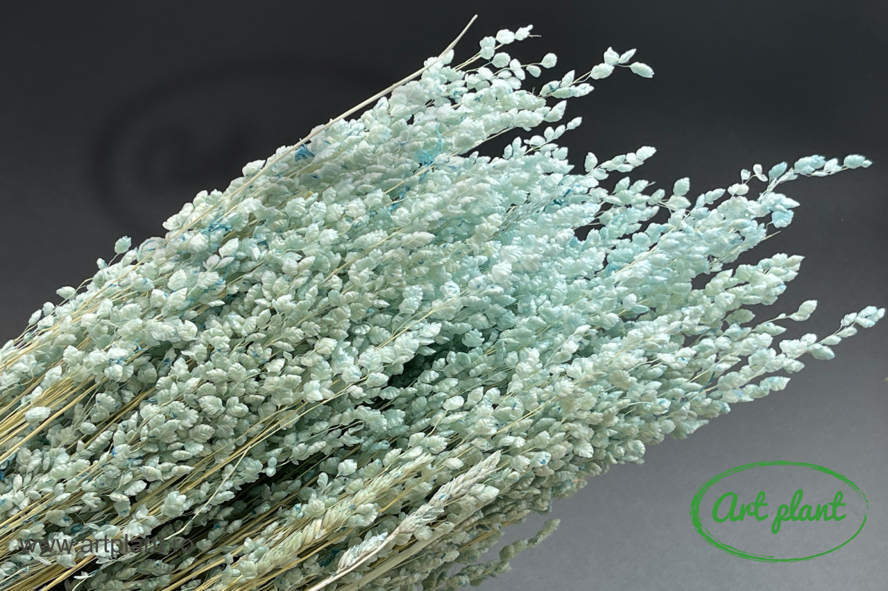 Briza Minima Turquoise