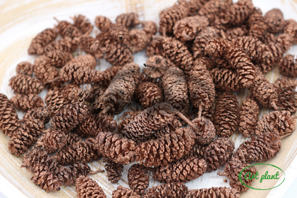 Conuri de mesteacan mici bronz