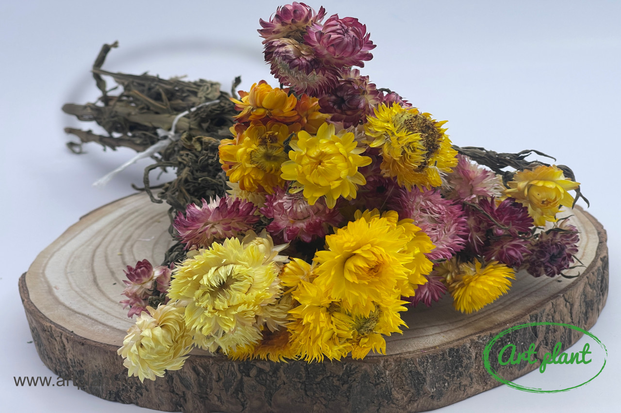 Helichrysum Mix