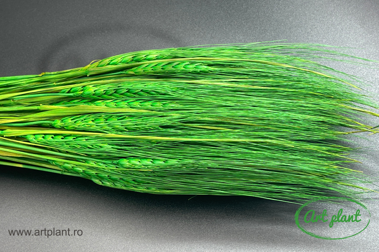 Spic de grau verde inchis