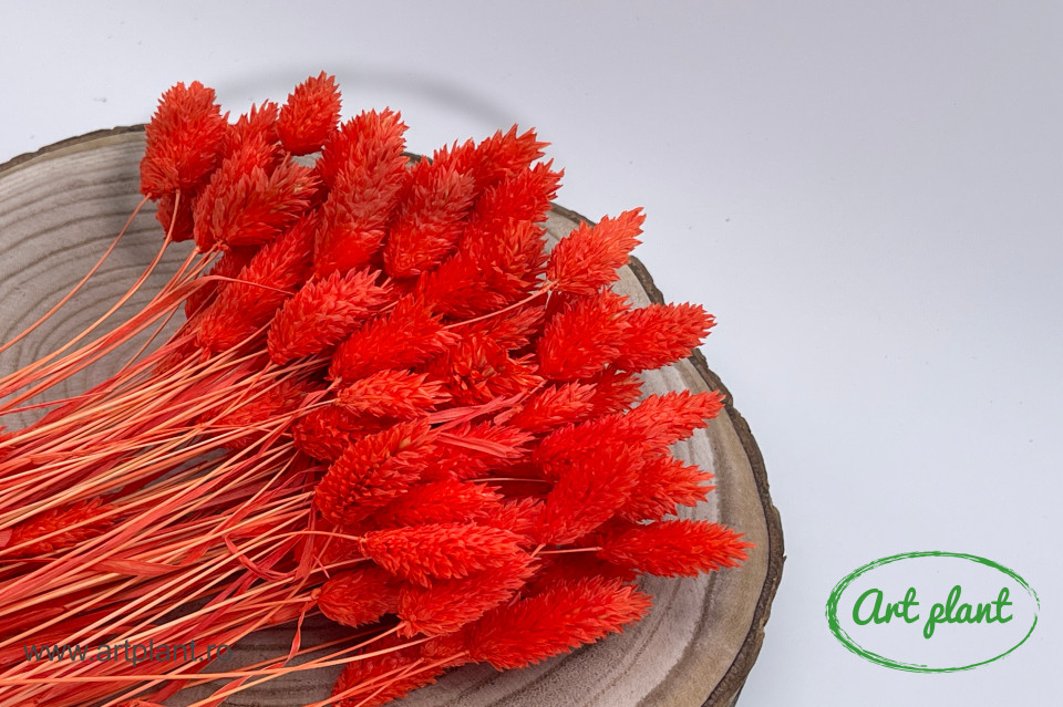 Talaris portocaliu neon