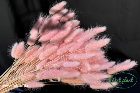 Lagurus pink