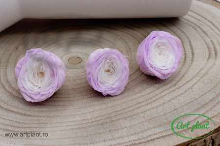 Mini Austin Roses Purple / White
