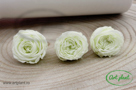 Mini Austin Roses Verde Deschis