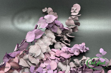 Eucalipt Stuartiana Purple