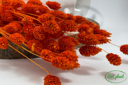 Talaris portocaliu inchis