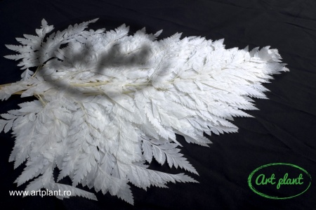 Feriga Rumora Alb/ Crem