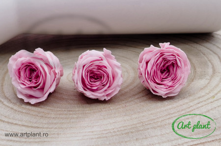 Mini Austin Roses Pink Bic