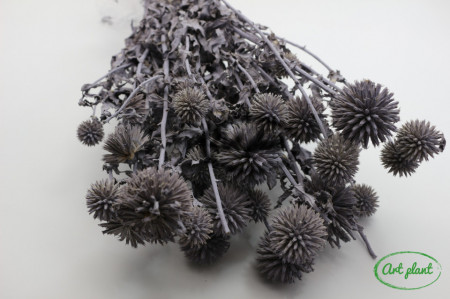 Echynops Scaieti Lila