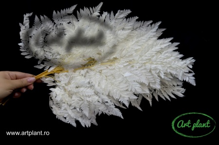 Feriga Rumora Alb/ Crem