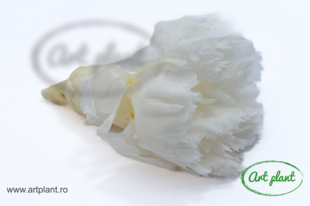 Garoafa criogenata white