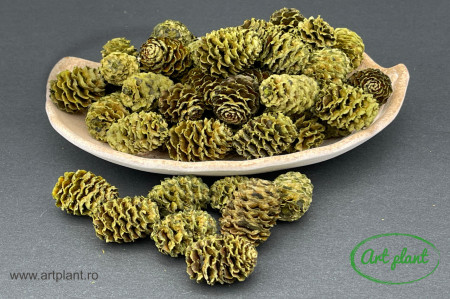 Conuri meridianum verde inchis