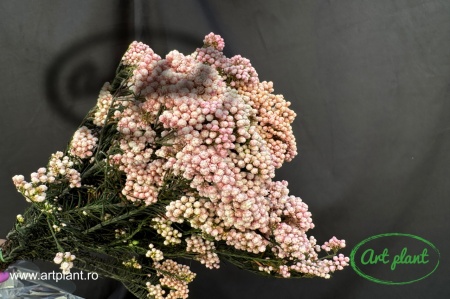 Floare de Orez Criogenata Bright Pink