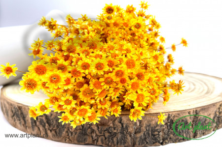 Glixia Galben / Portocaliu