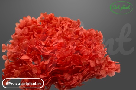 Hortensie Rosu Corai