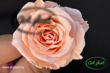 Mini Roze Peach Pea99