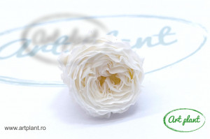 Mini Austin Roses White
