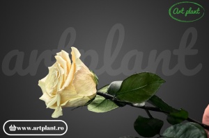 Trandafir criogenat Champagne CHA01 cu tijă, 30 cm