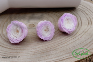 Mini Austin Roses Purple / White