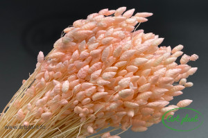 Briza Maxima Roz Pal