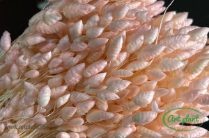 Briza Maxima Roz Pal