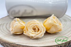 Mini Roze Warmi Champagne CHA01