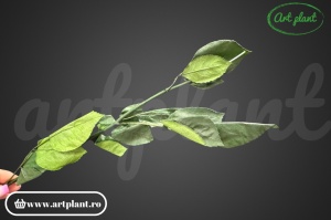 Tulpini stabilizate pentru trandafiri – Set de 5