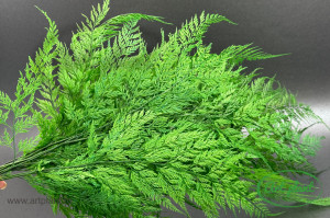 Feriga Davalia Verde