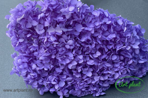 Hortensie Mov - Lila