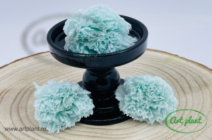 Garoafa criogenata verde menta