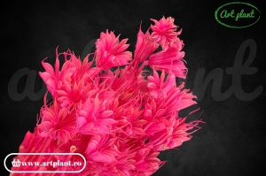 Nigella Orientalis Roz ciclam