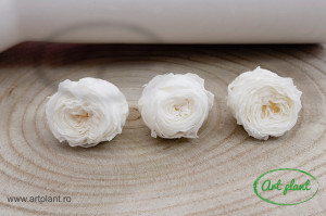 Mini Austin Roses White