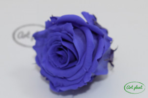 Mini Roze Warmi Violet Vio01