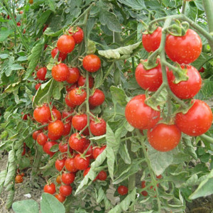 Seminte de tomate Buzau 4, soi semitimpuriu, cu crestere determinata, 25gr
