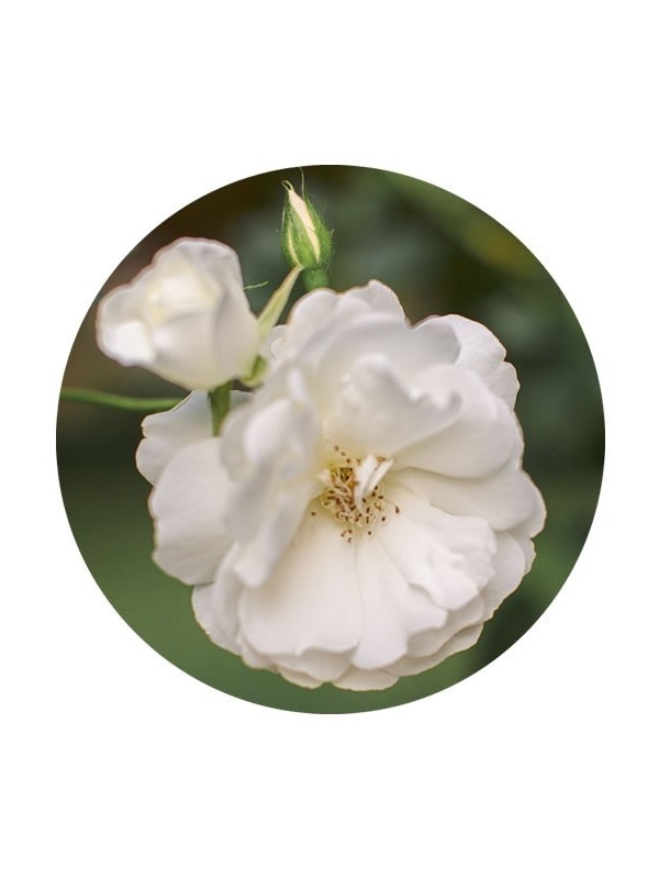 Rose Alba Water Organic