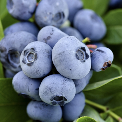 Най-добрите РАЗСАДИ БОРОВИНКИ от www.RAZSADI.online