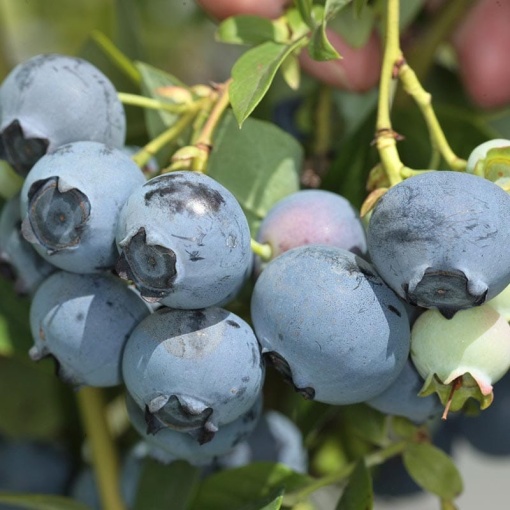 Най-добрите РАЗСАДИ БОРОВИНКИ от www.RAZSADI.online