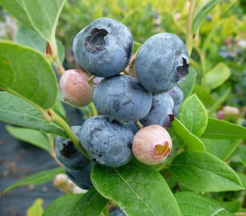 Най-добрите РАЗСАДИ БОРОВИНКИ от www.RAZSADI.online