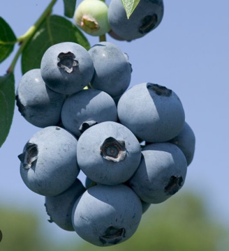 Най-добрите РАЗСАДИ БОРОВИНКИ от www.RAZSADI.online